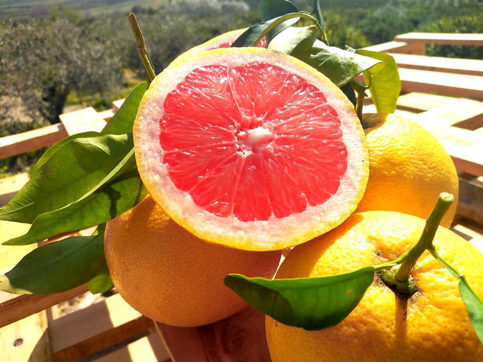Arancia Bellino - Arance e prodotti tipici di Sicilia online.Pompelmo ...